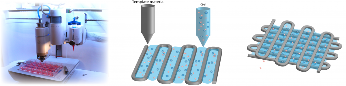 Bioprinting | Tissue Engineering Science and Technology Laboratory ...